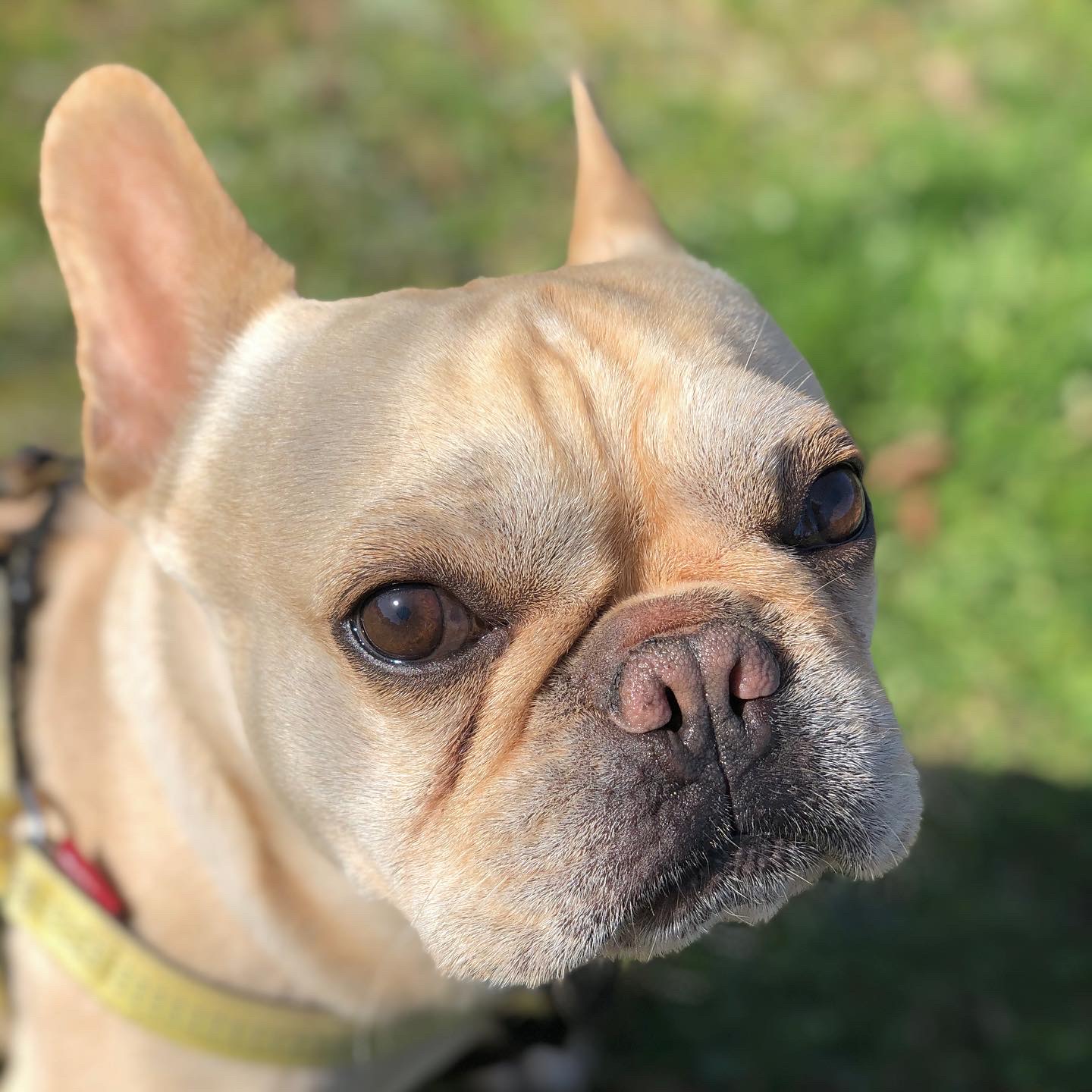 のんびり - まべまべぐさ🐾Fairy tale of Mave